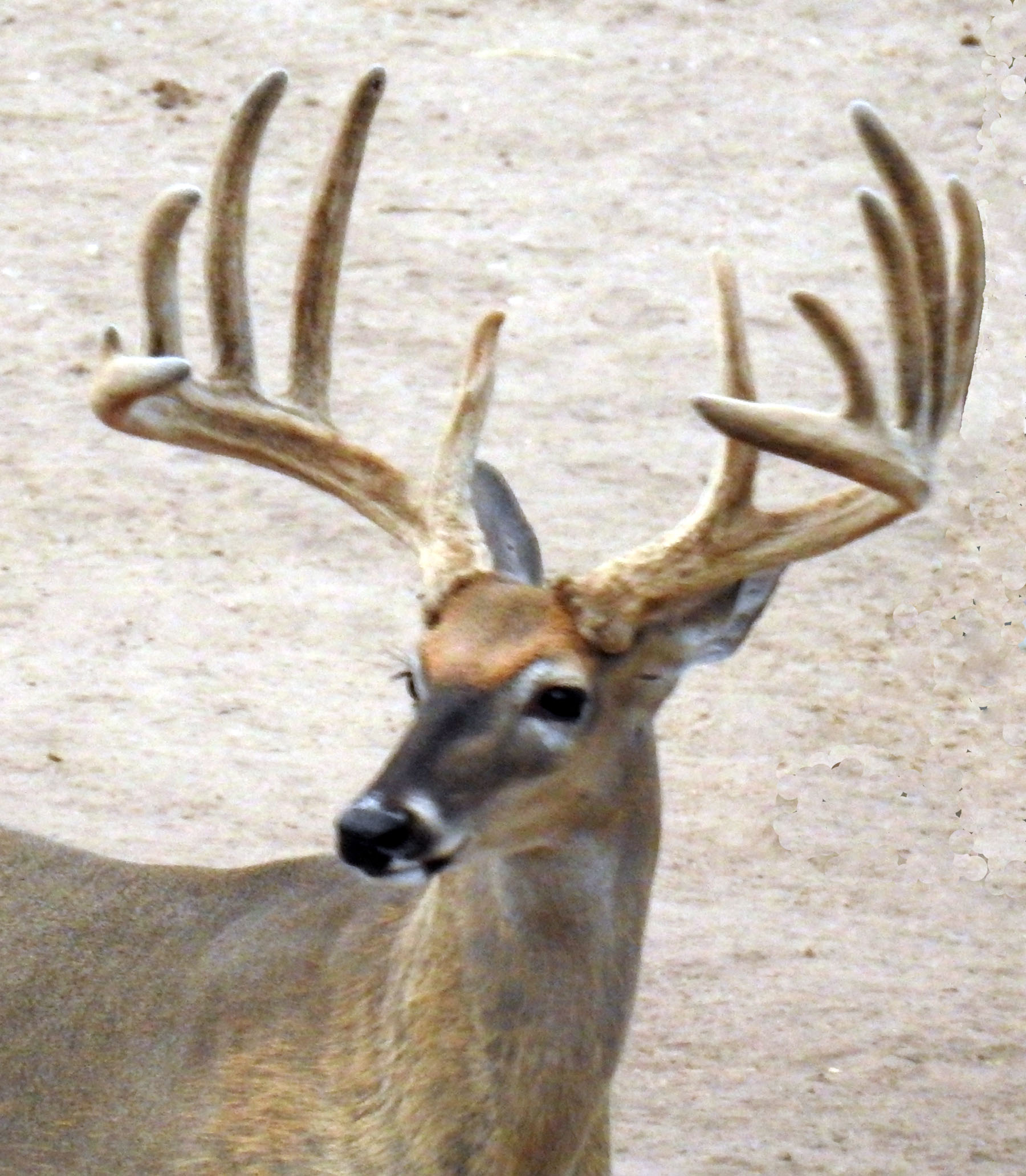 Whitetails