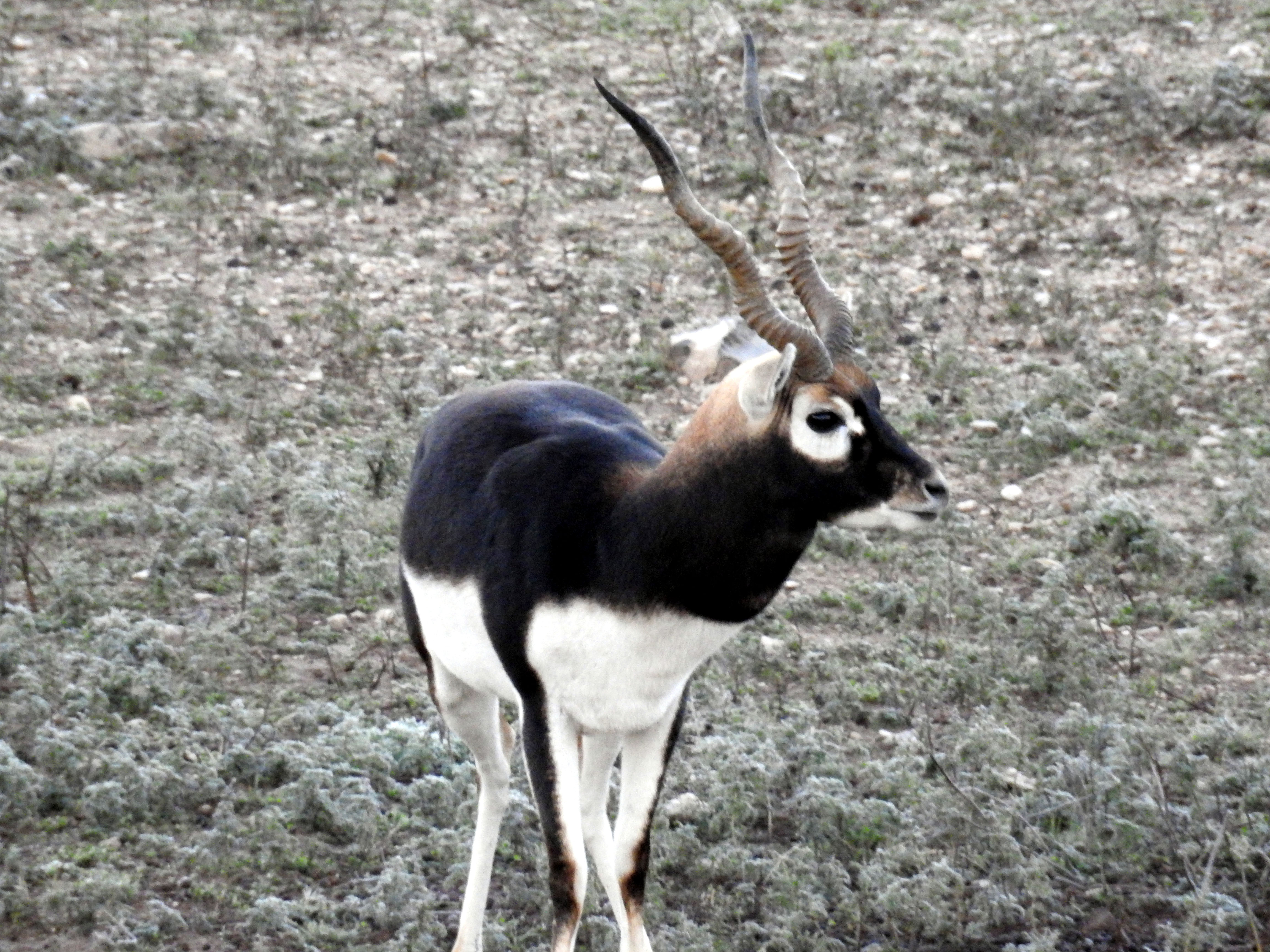 Blackbuck