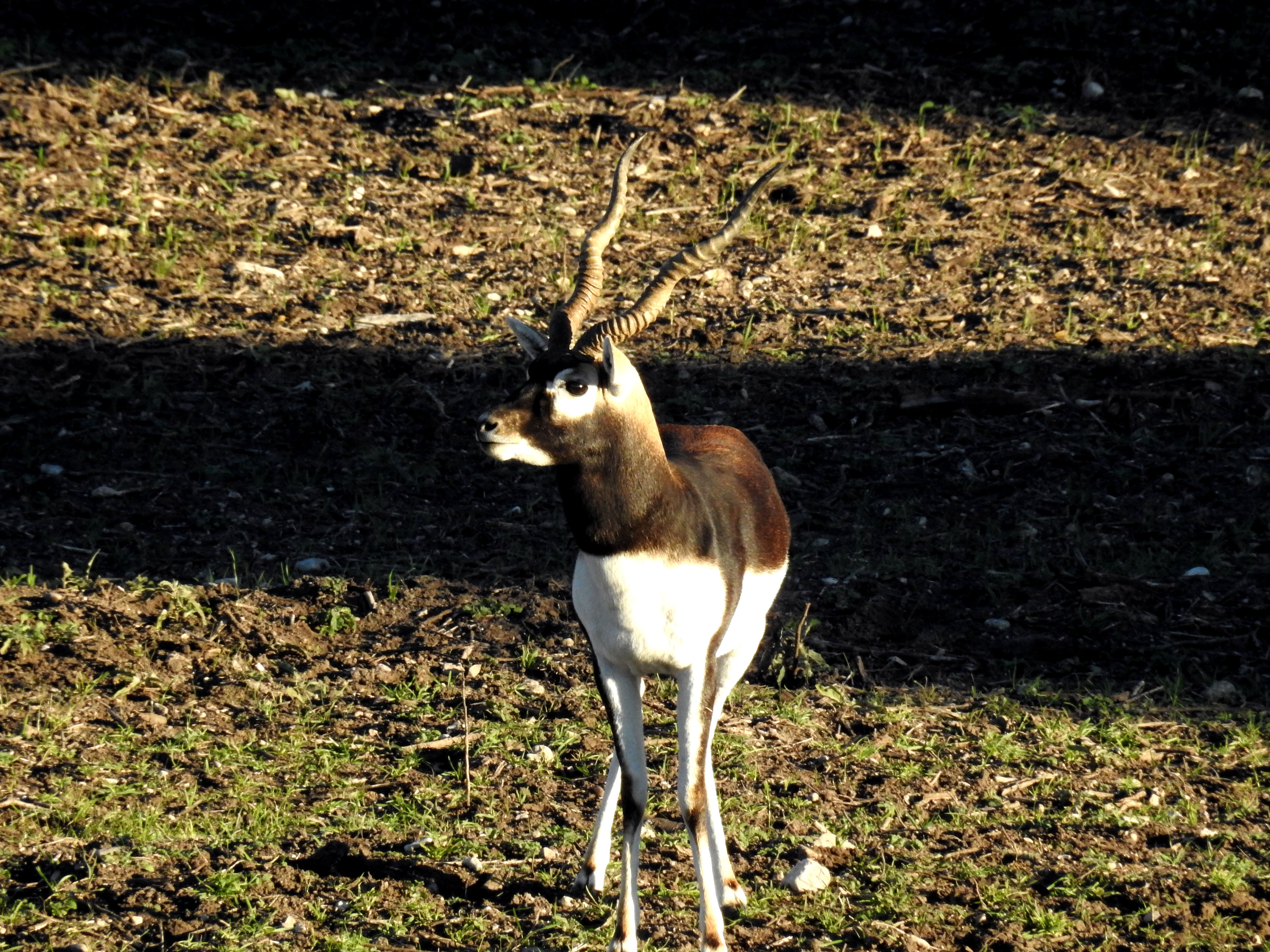 Blackbuck