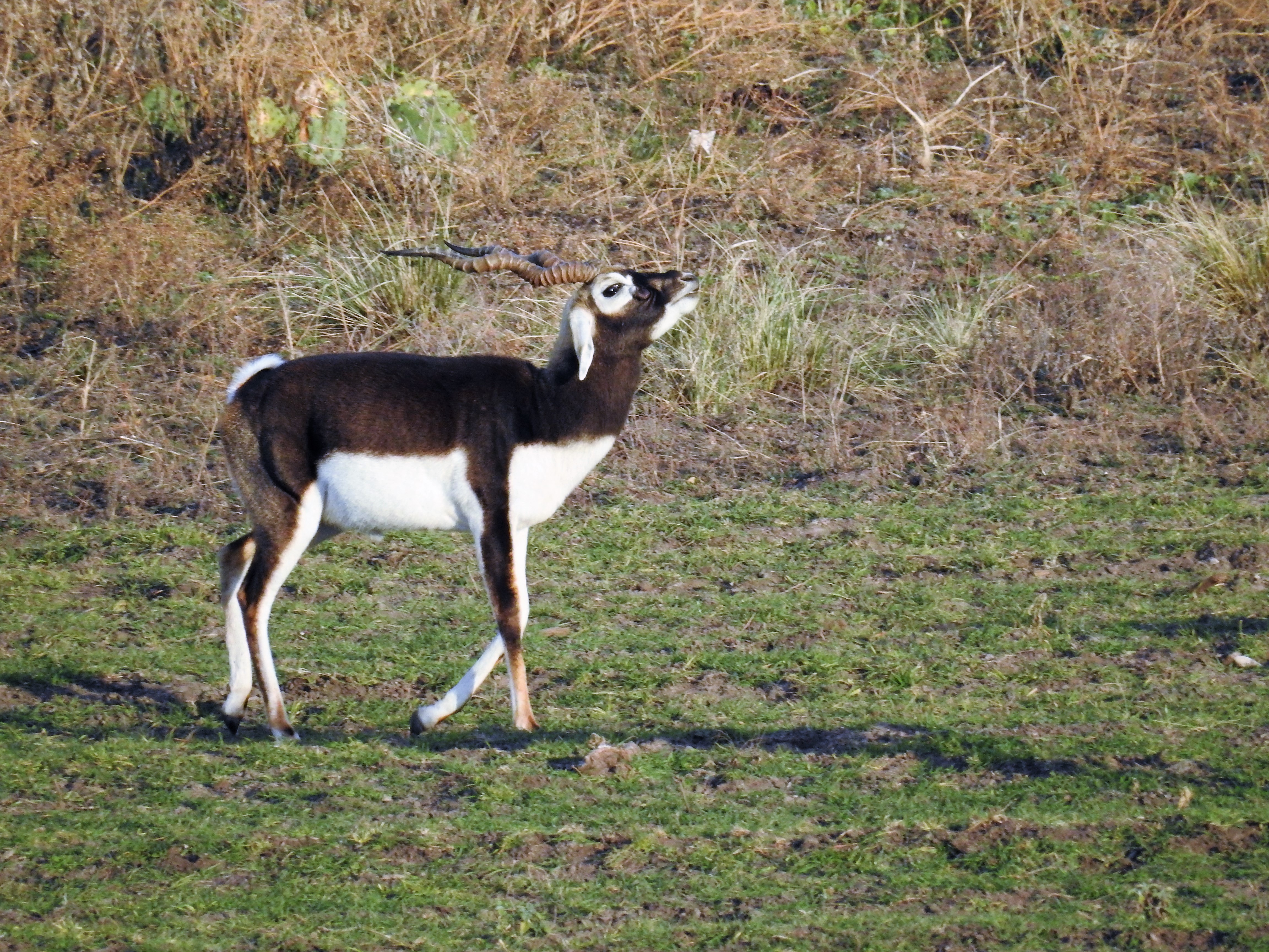 Blackbuck