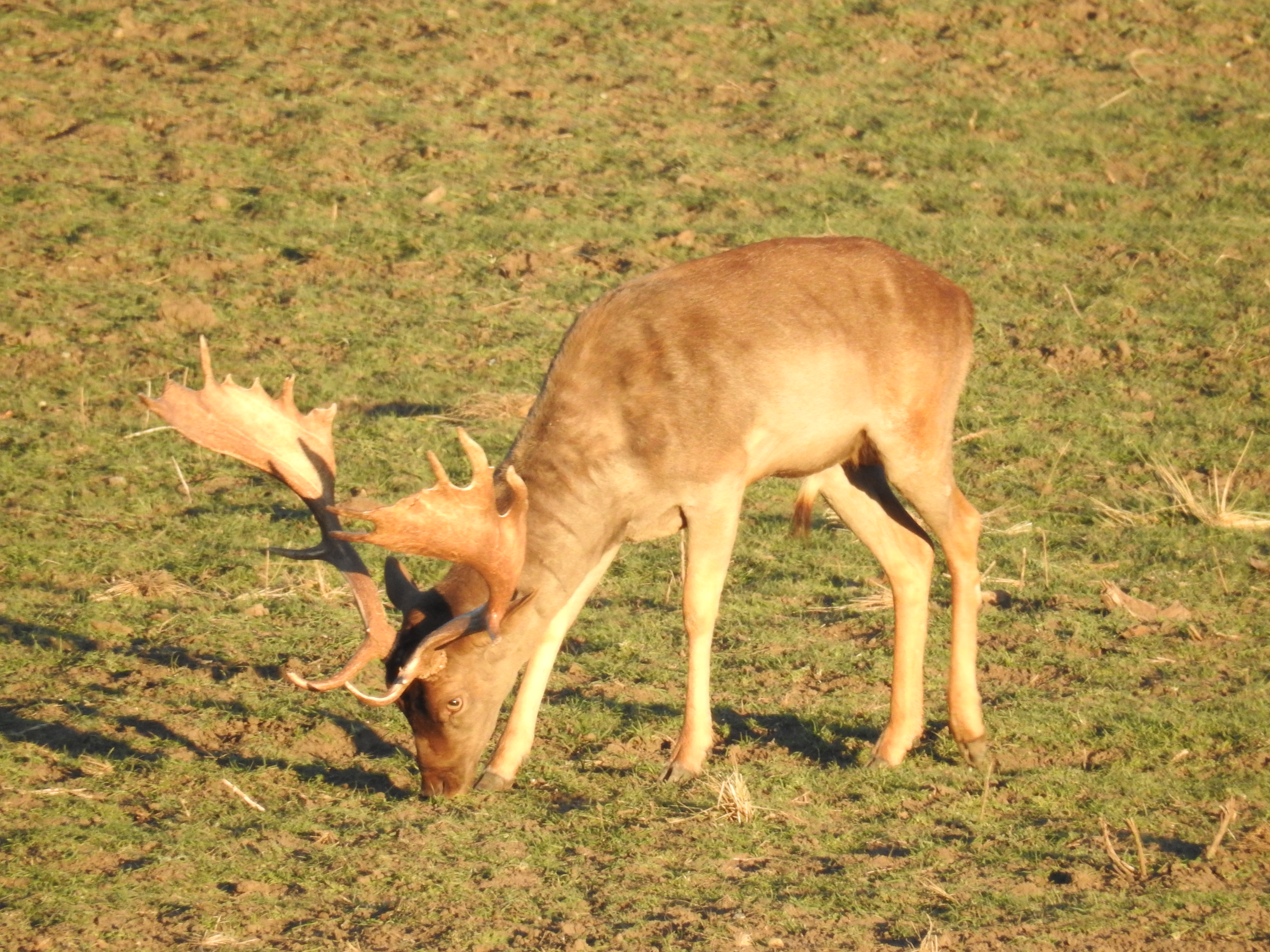 Fallow