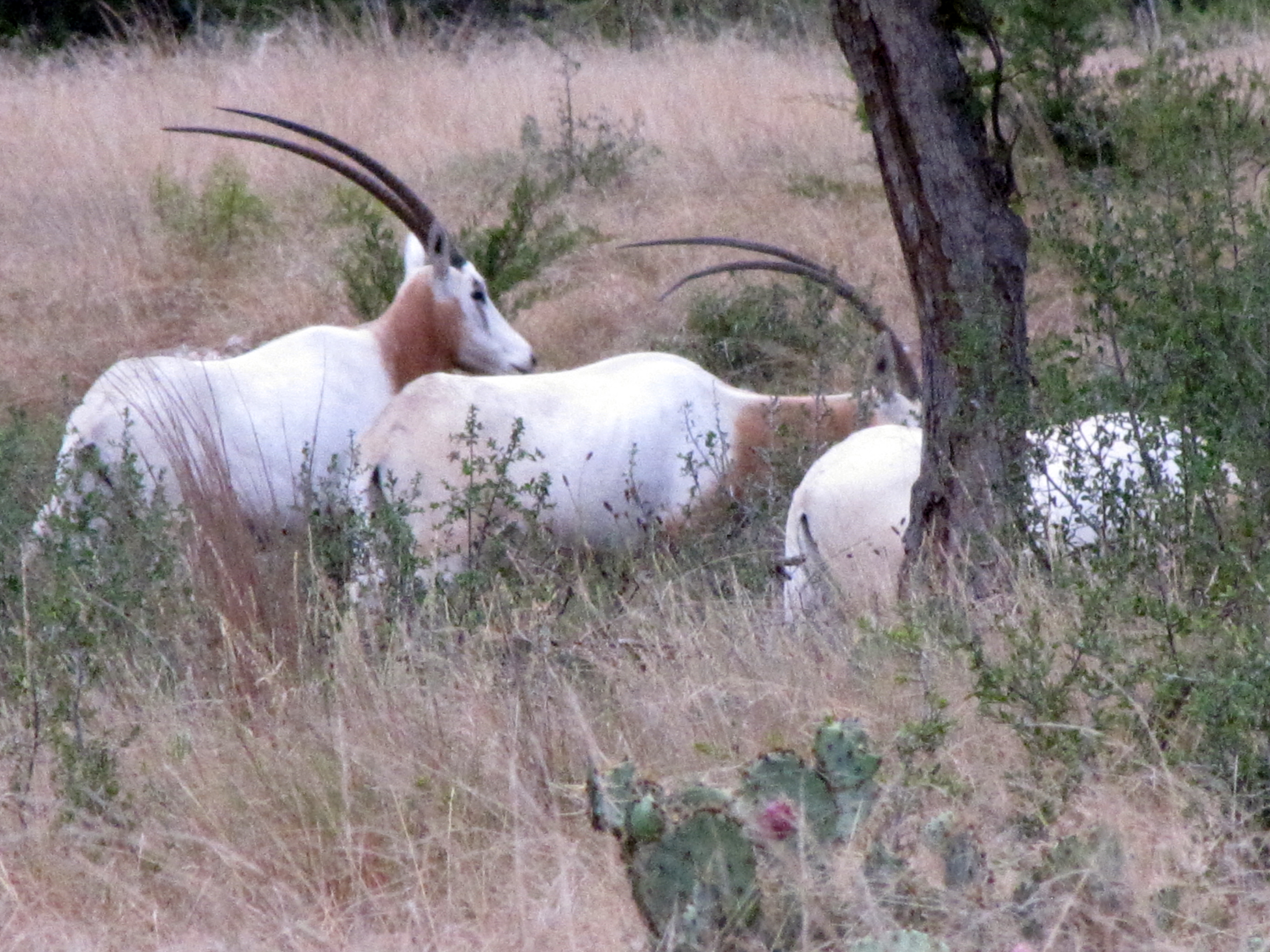 Scimitar Oryx