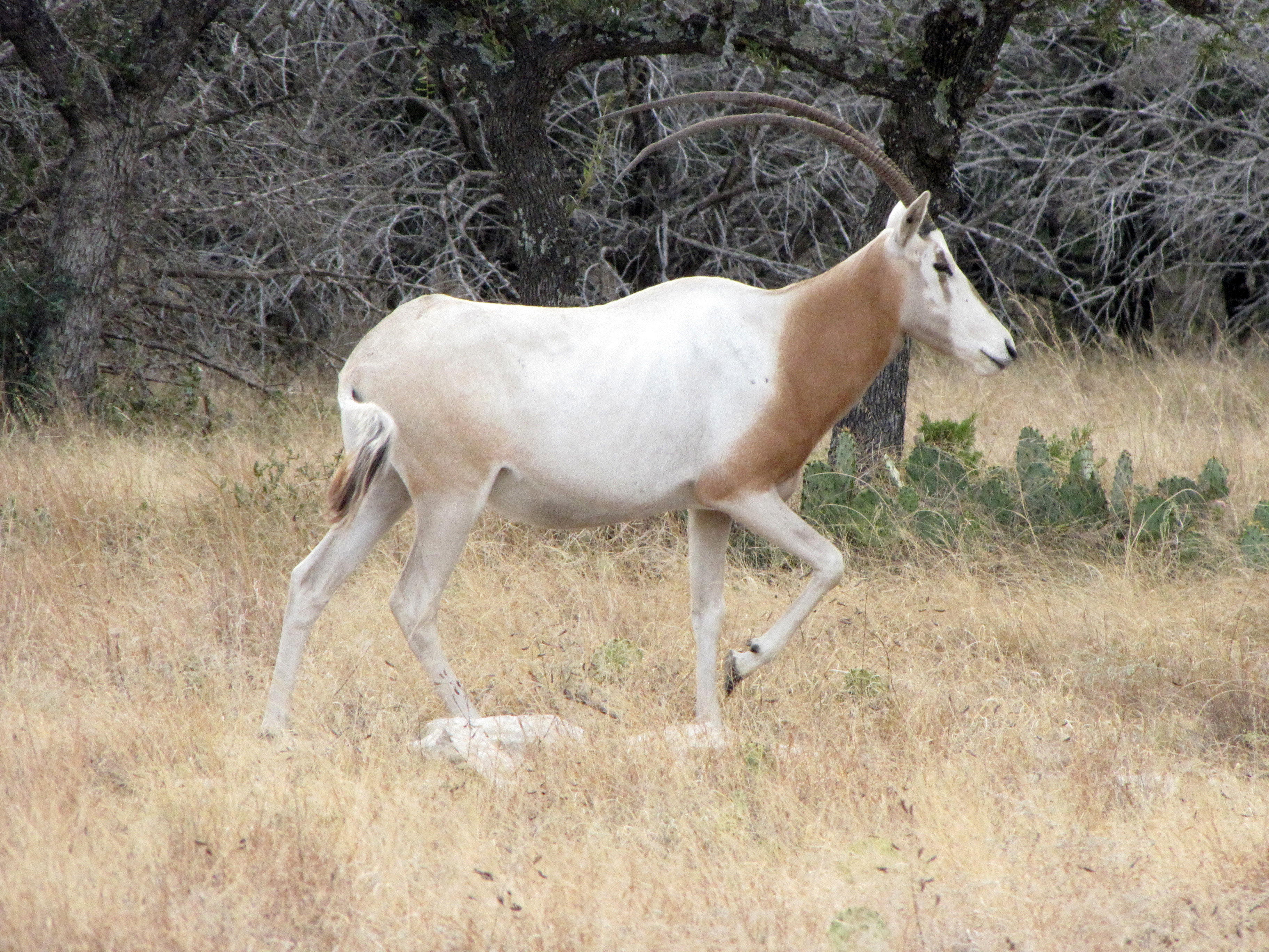 Scimitar Oryx
