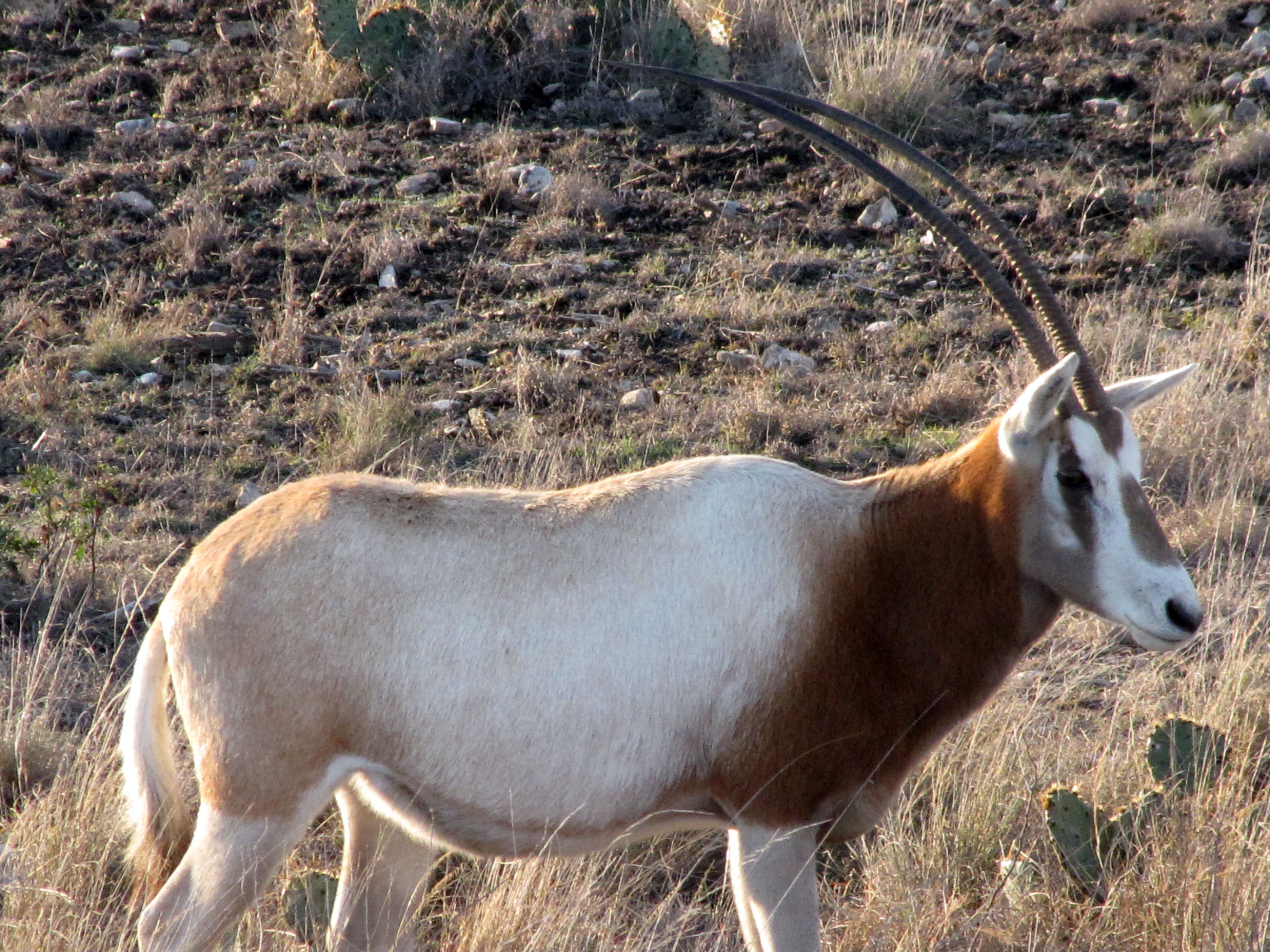 Scimitar Oryx