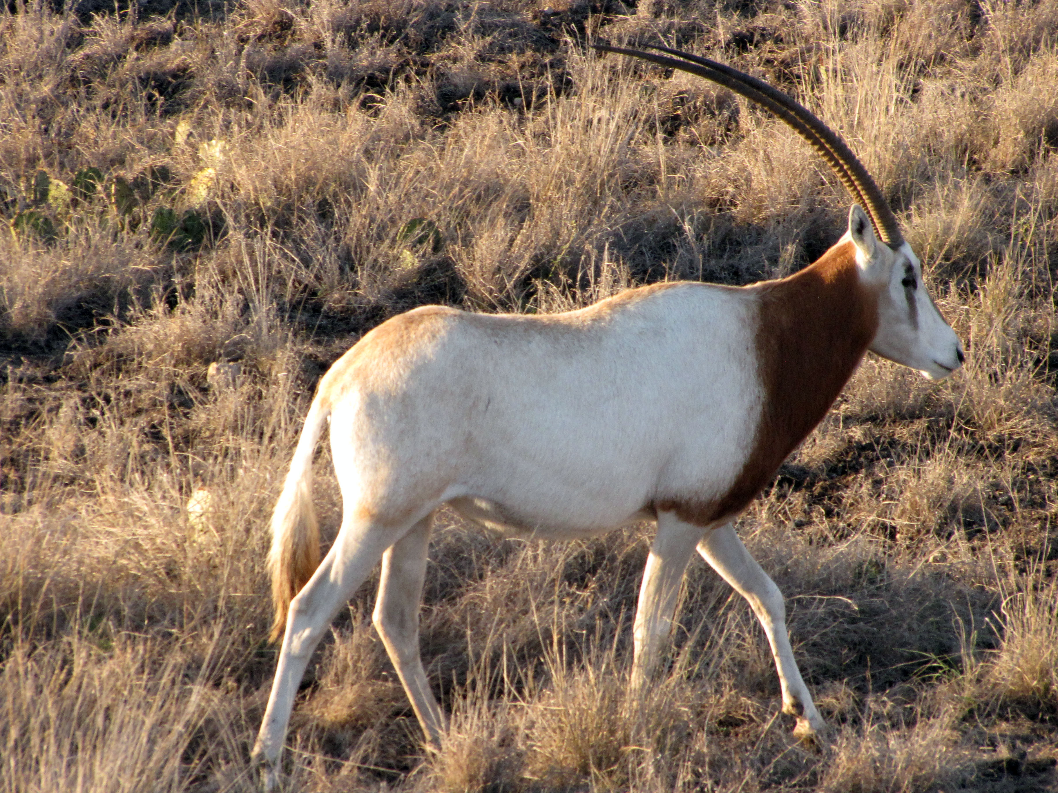 Scimitar Oryx