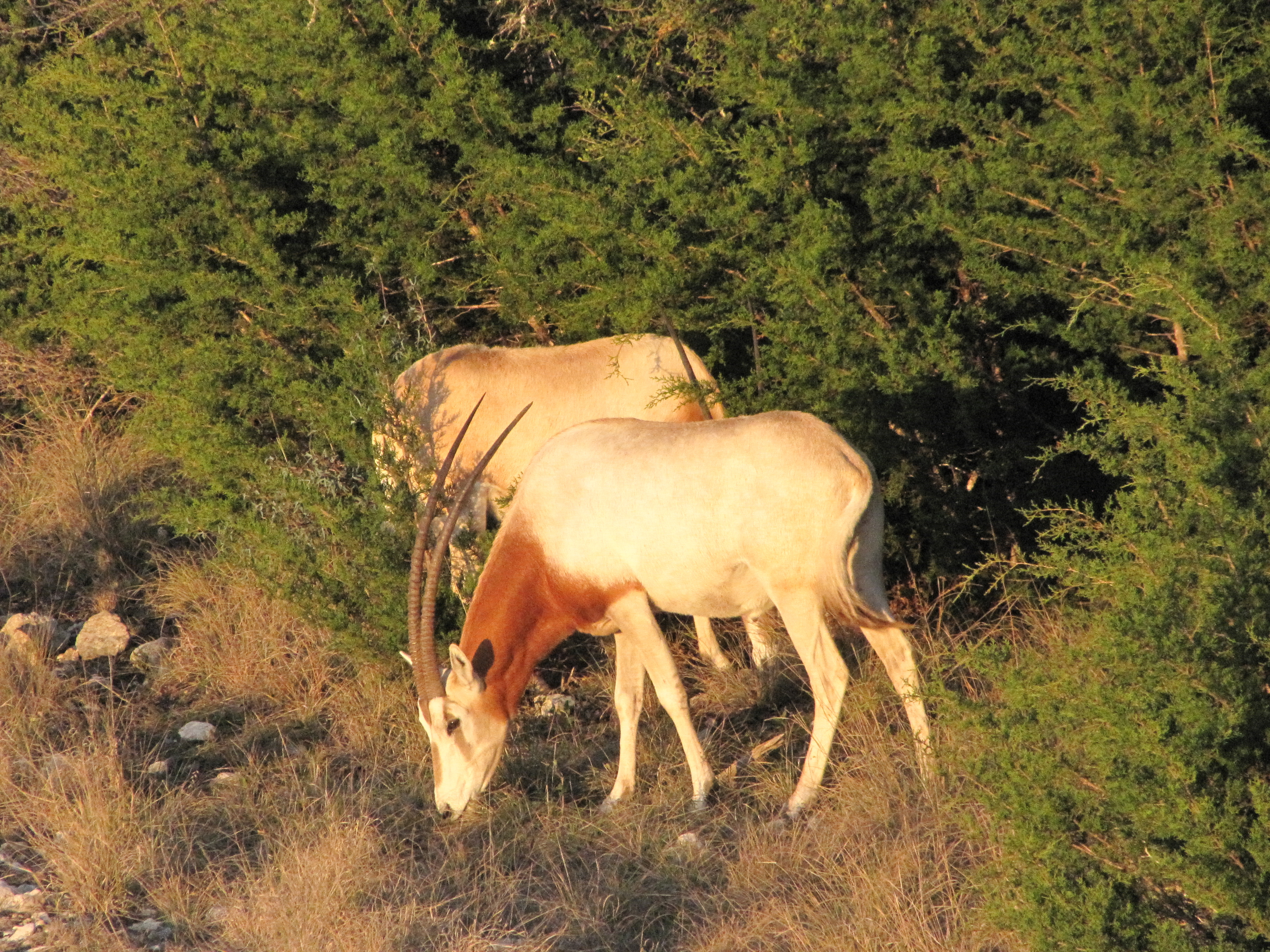 Scimitar Oryx