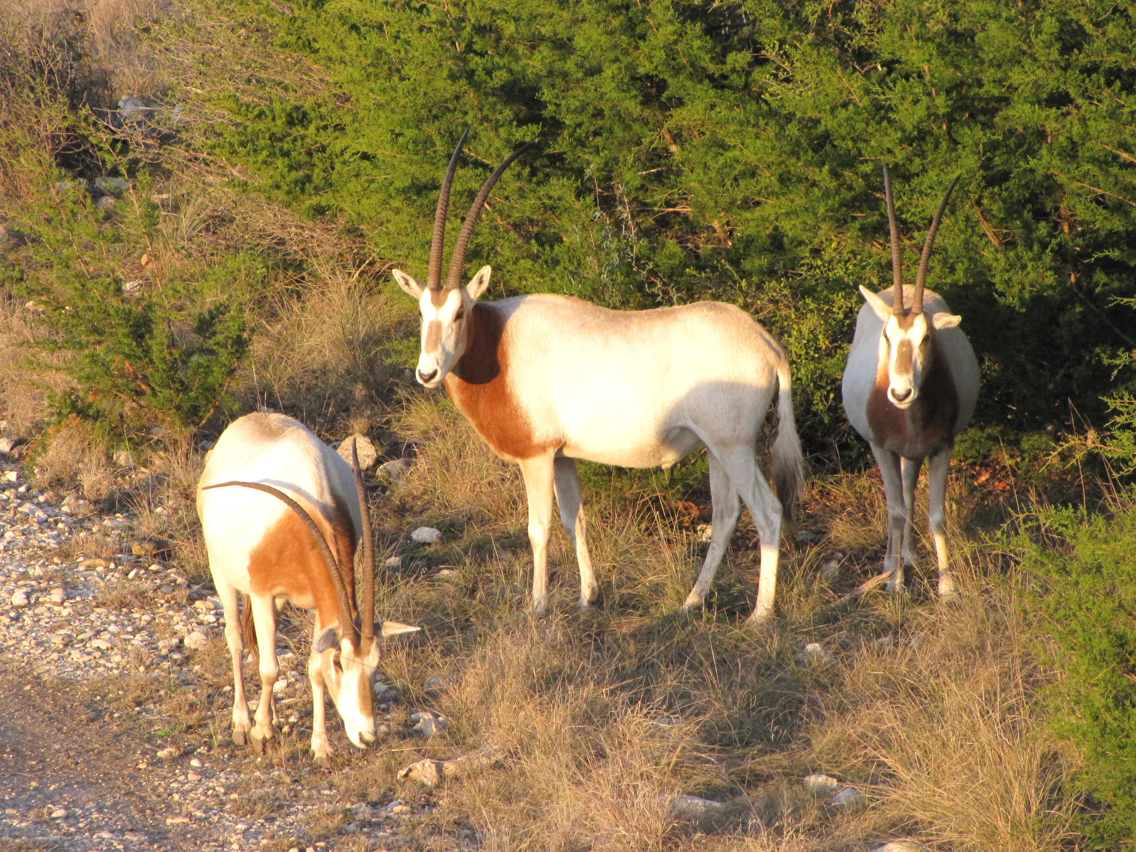 Scimitar Oryx
