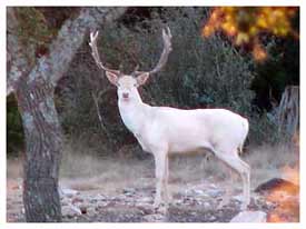 Trophy Fallow Deer Hunting in Texas; Habitat, Facts, Antler Pictures.