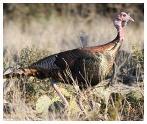 Texas Hunting Ranch Hunt Packages for Axis, Whitetail Deer, Trophy Elk