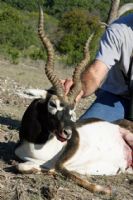 Blackbuck Antelope Meat